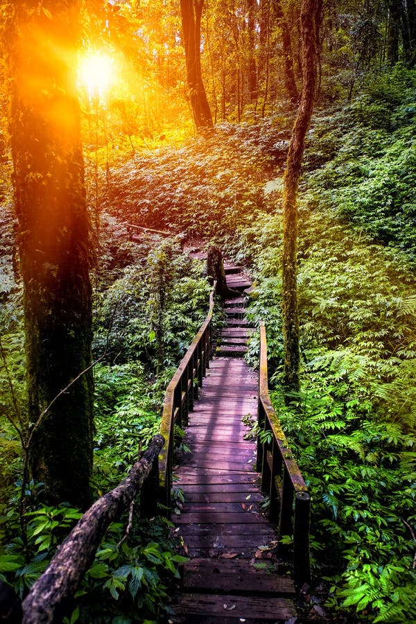 A Detail of and Close Up Nature Trail Walk Way Stock Photo - Image of ...