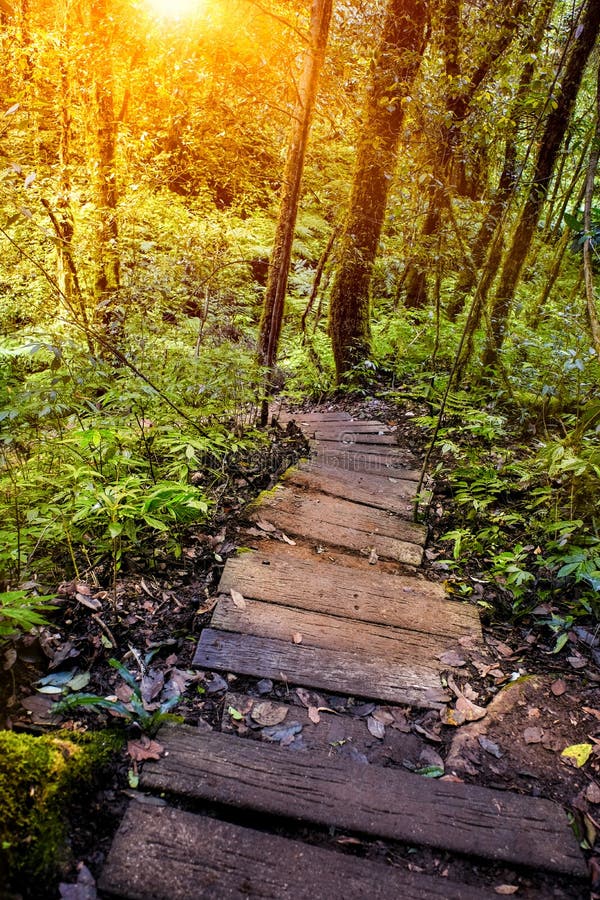 A Detail of and Close Up Nature Trail Walk Way Stock Image - Image of ...