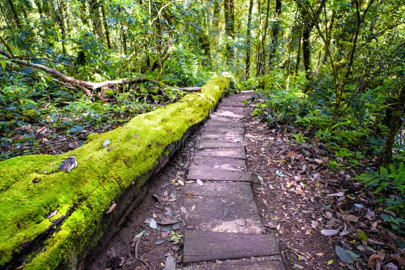 A Detail of and Close Up Nature Trail Walk Way Stock Photo - Image of ...