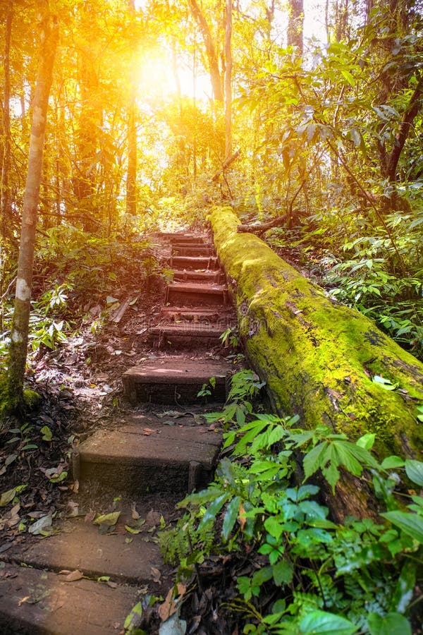 A Detail of and Close Up Nature Trail Walk Way Stock Photo - Image of ...
