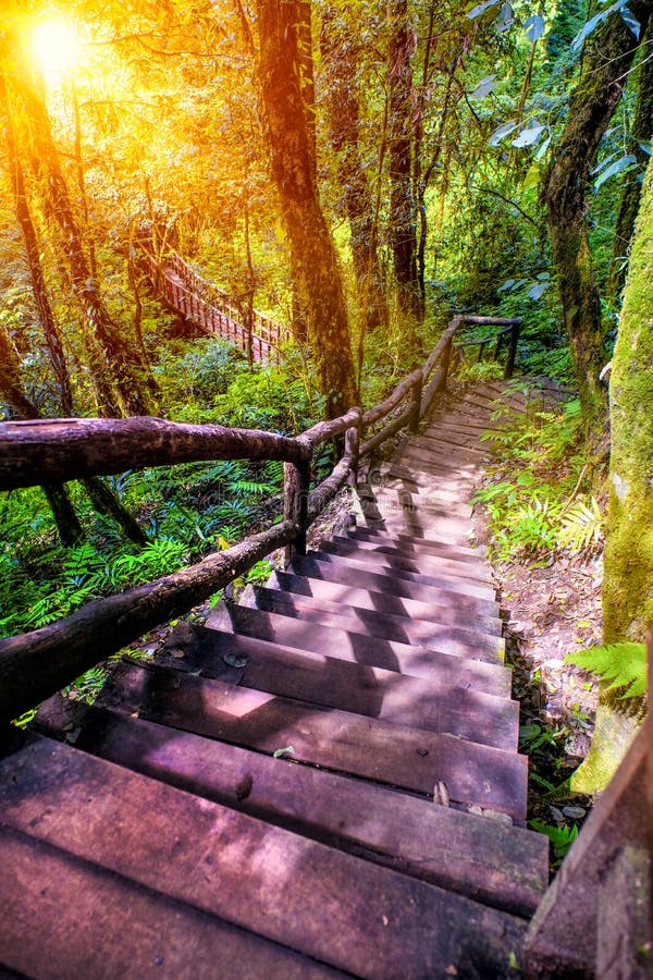 A Detail of and Close Up Nature Trail Walk Way Stock Photo - Image of ...