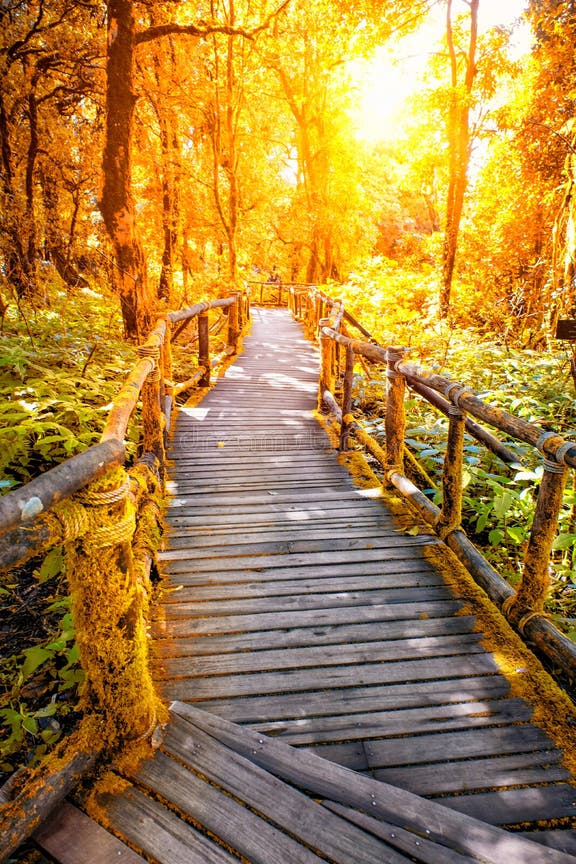 A Detail of and Close Up Nature Trail Walk Way Stock Photo - Image of ...