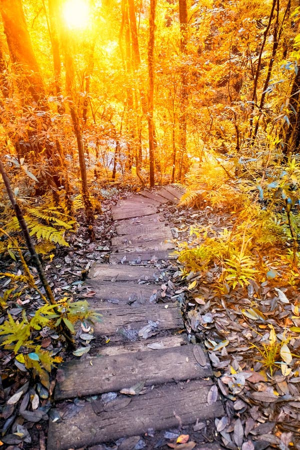 Detail and Close Up of Nature Trail Walk Way Stock Photo - Image of ...