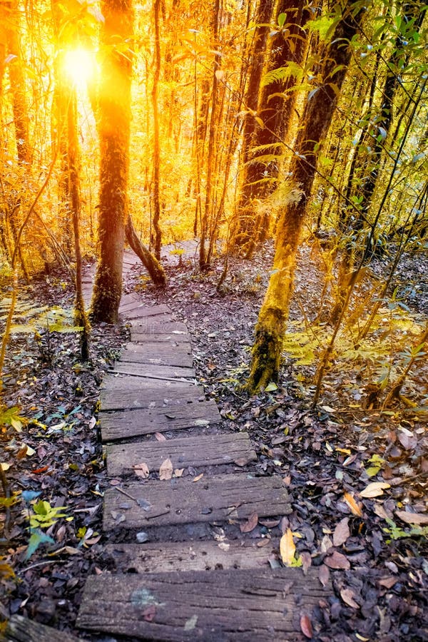 Detail and Close Up of Nature Trail Walk Way Stock Image - Image of ...