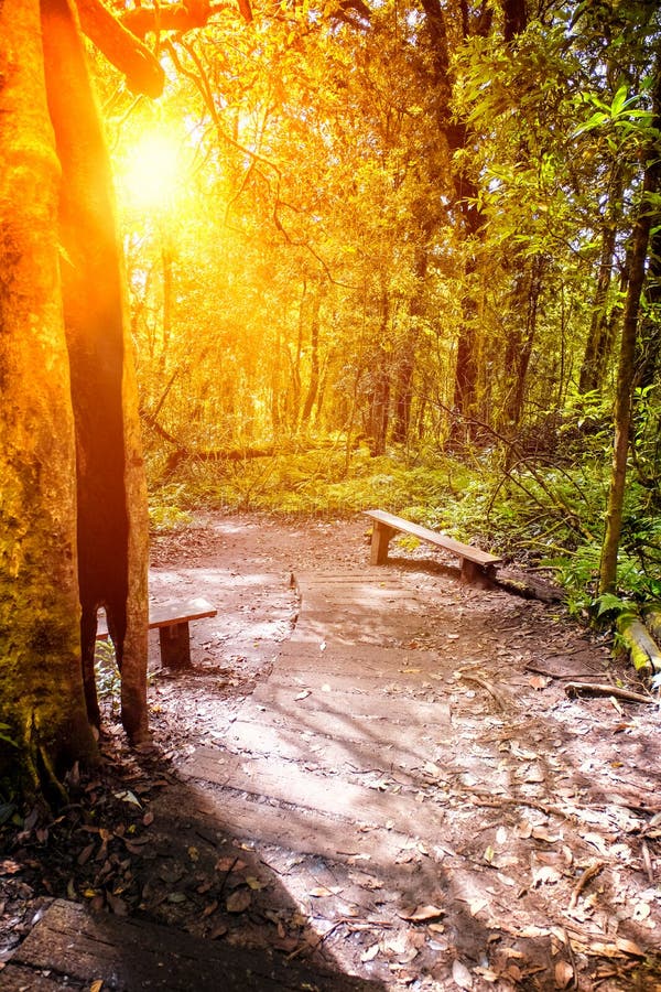 Detail and Close Up of Nature Trail Walk Way Stock Photo - Image of ...