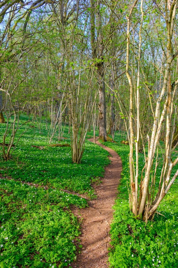 Nature Trail in the Woodlands at Spring Stock Photo - Image of ...