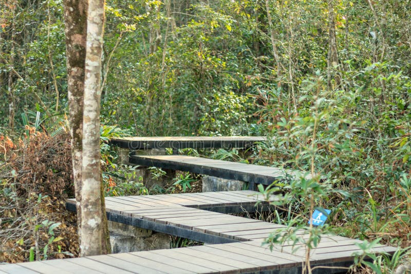 Nature Trails in the National Park. Stock Photo - Image of rainforest ...