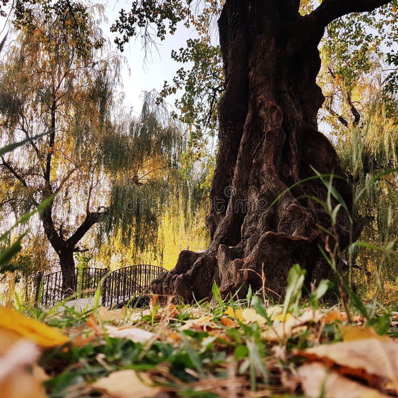 Nature Travel Park Tree October Stock Image - Image of forest, jungle ...
