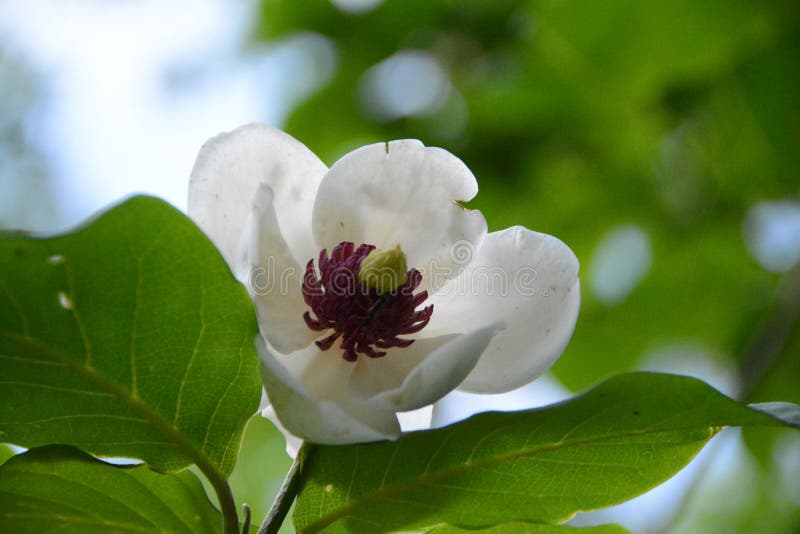 Nature stock photo. Image of travel, korea, flower, tree - 81605436