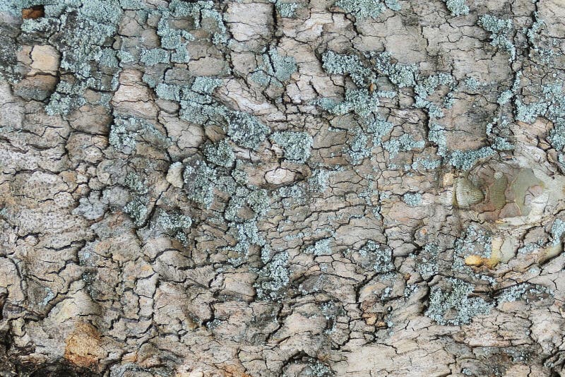 Nature Tree Bark Color Pattern Background Wall Picture Stock Image ...