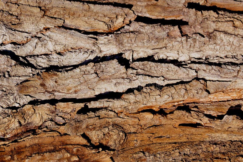 Nature Tree Bark Color Pattern Background Wall Picture Stock Image ...