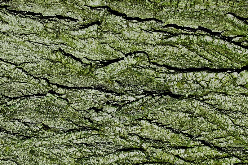 Nature Tree Bark Color Pattern Background Wall Picture Stock Photo ...