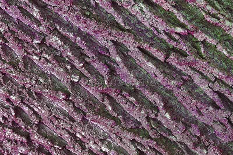 Nature Tree Bark Color Pattern Background Wall Picture Stock Photo ...