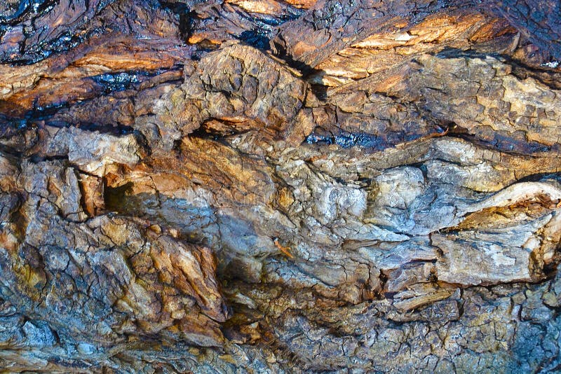Nature Tree Bark Color Pattern Background Wall Picture Stock Photo ...
