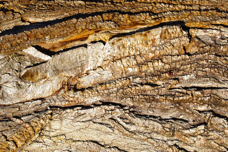 Nature Tree Bark Color Pattern Background Wall Picture Stock Photo ...