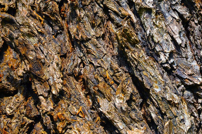 Nature Tree Bark Color Pattern Background Wall Picture Stock Photo ...