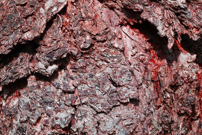 Nature Tree Bark Color Pattern Background Wall Picture Stock Photo ...