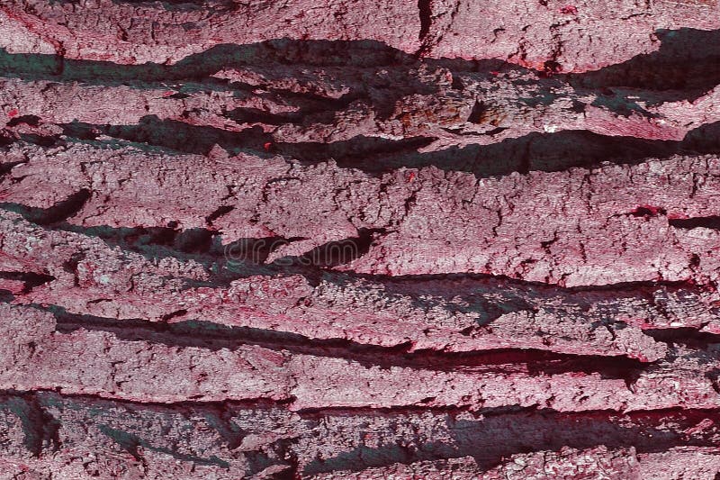 Nature Tree Bark Color Pattern Background Wall Picture Stock Photo ...