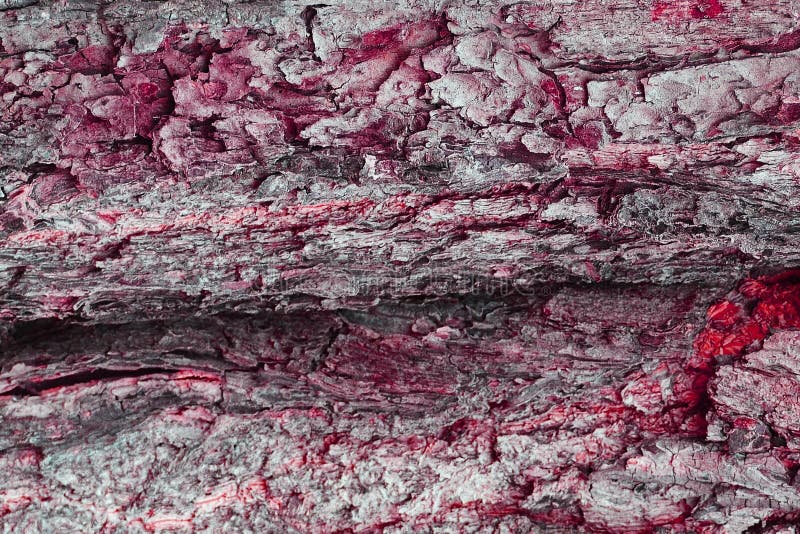 Nature Tree Bark Color Pattern Background Wall Picture Stock Image ...