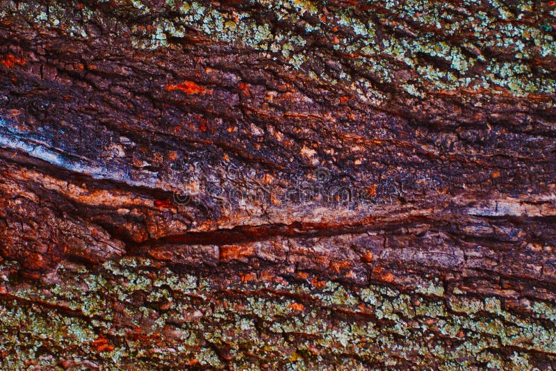 Nature Tree Bark Color Pattern Background Wall Picture Stock Photo ...