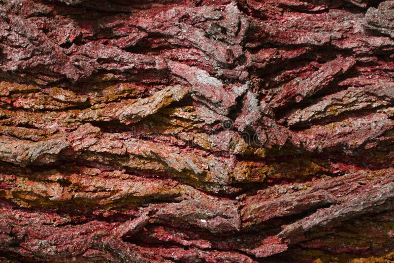 Nature Tree Bark Color Pattern Background Wall Picture Stock Image ...