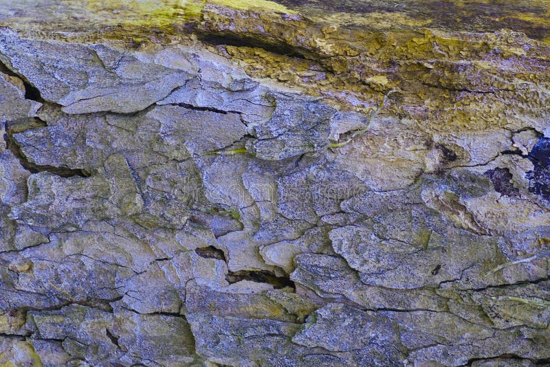 Nature Tree Bark Color Pattern Background Wall Picture Stock Photo ...