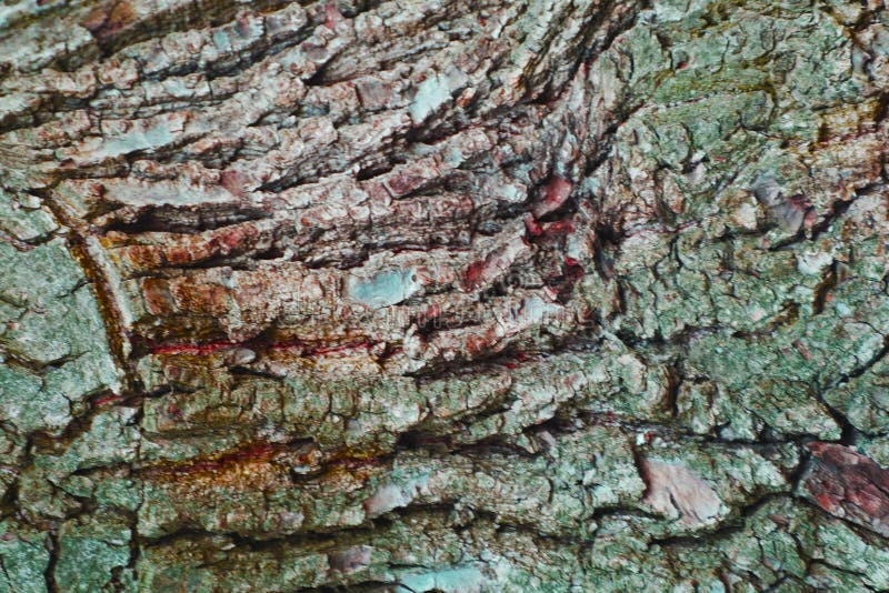 Nature Tree Bark Color Pattern Background Wall Picture Stock Image ...