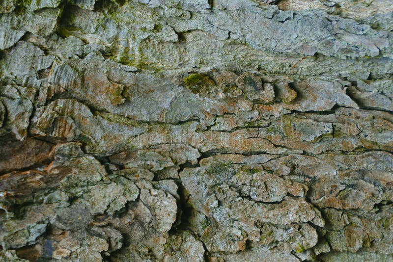 Nature Tree Bark Color Pattern Background Wall Picture Stock Image ...