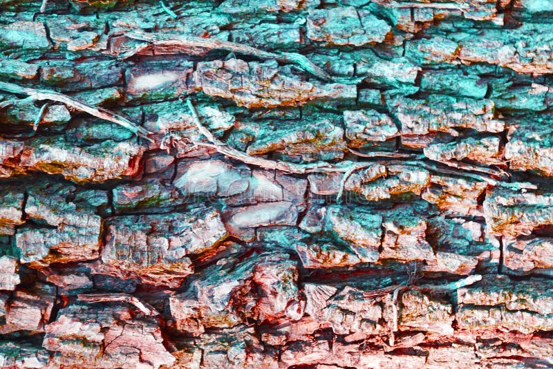 Nature Tree Bark Color Pattern Background Wall Picture Stock Photo ...