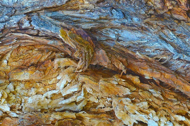 Nature Tree Bark Color Pattern Background Wall Picture Stock Image ...