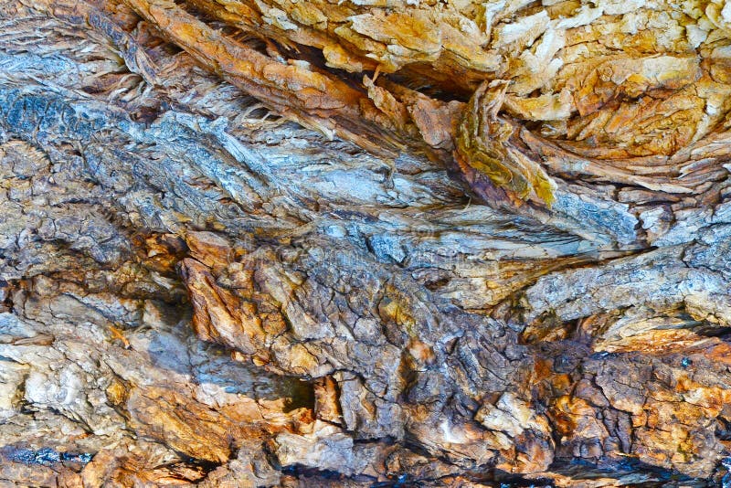Nature Tree Bark Color Pattern Background Wall Picture Stock Image ...