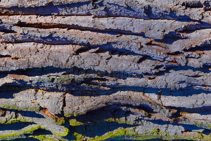 Nature Tree Bark Color Pattern Background Wall Picture Stock Photo ...