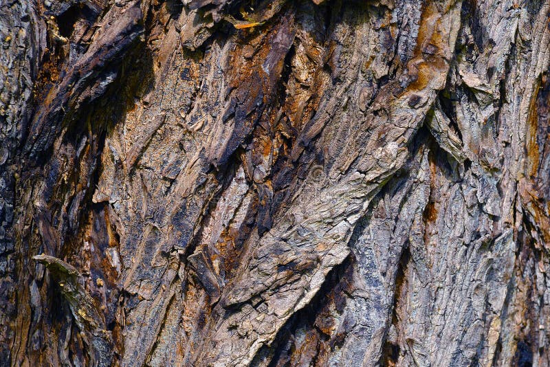 Nature Tree Bark Color Pattern Background Wall Picture Stock Photo ...