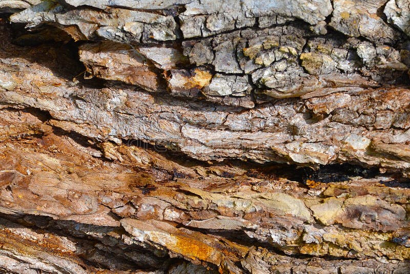 Nature Tree Bark Color Pattern Background Wall Picture Stock Image ...