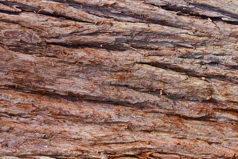 Nature Tree Bark Color Pattern Background Wall Picture Stock Image ...