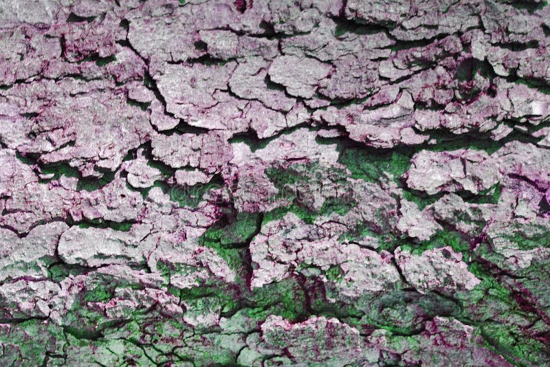 Nature Tree Bark Color Pattern Background Wall Picture Stock Photo ...
