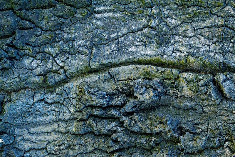 Nature Tree Bark Color Pattern Background Wall Picture Stock Photo ...