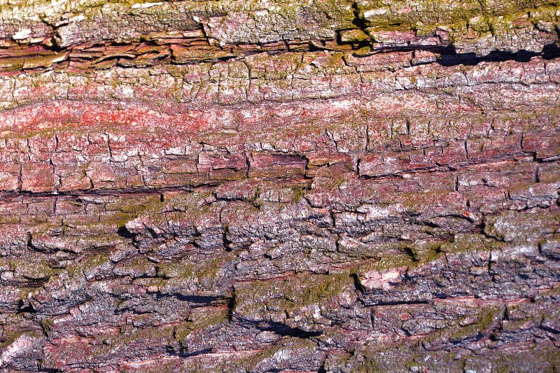 Nature Tree Bark Color Pattern Background Wall Picture Stock Image ...