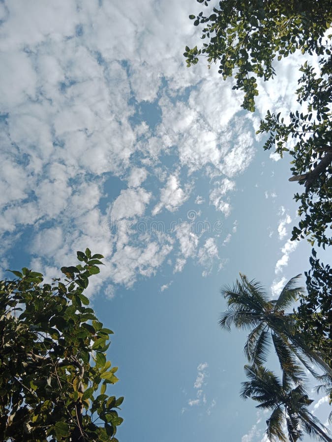 Nature Tree Beautifull Colorful Bright Stock Image - Image of colorful ...