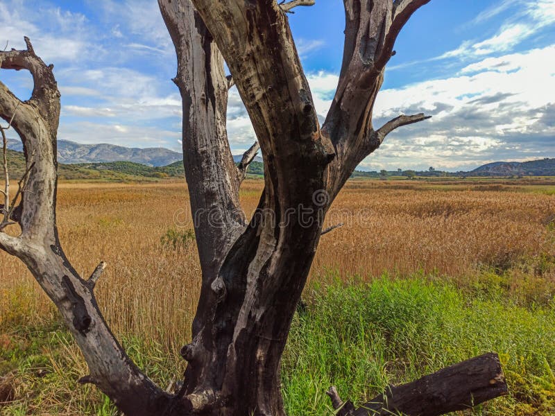 Nature Tree Burnt Meadow Greece Stock Image - Image of savanna ...