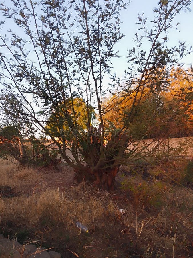 Tree from down below stock image. Image of natural, view - 46605017