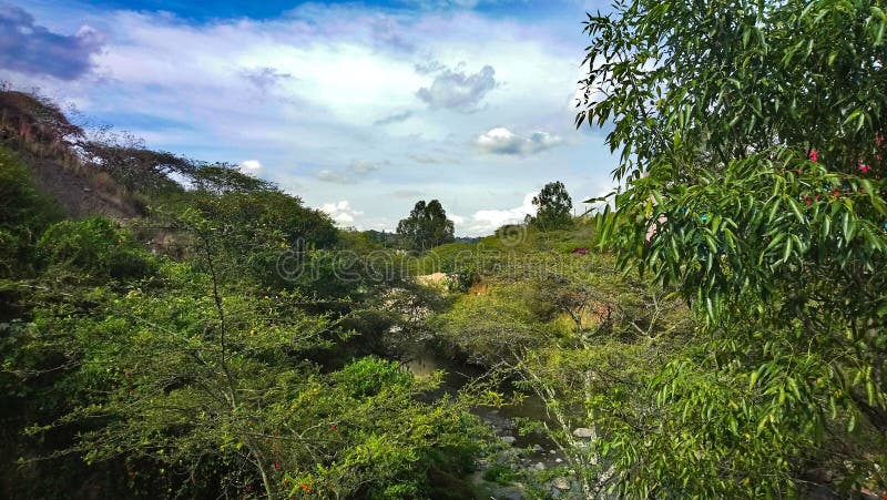 Nature tree in Ecuador stock photo. Image of cumbaya - 132112872