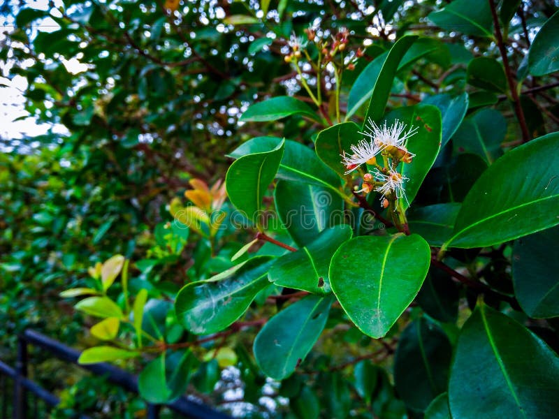 Nature tree and flower stock photo. Image of nature - 179594740