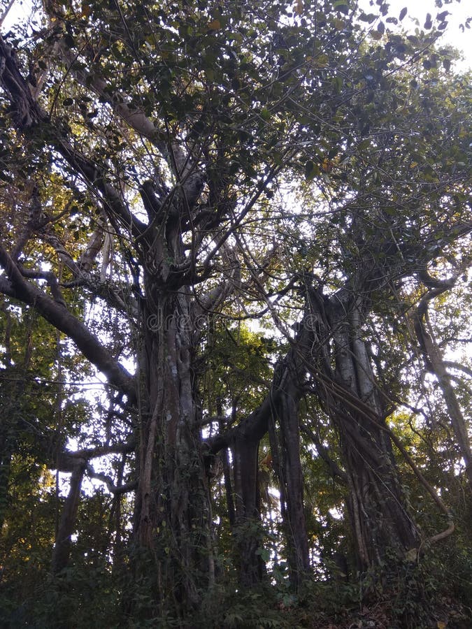 Giant stock image. Image of forest, tree, giant, lights - 110662903