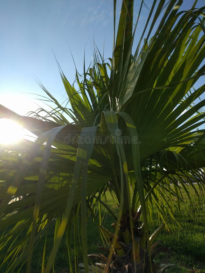Nature stock image. Image of tree, shadow, nature, green - 122381943