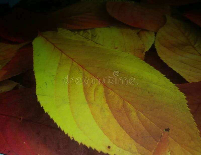 Nature stock photo. Image of incomplete, tree, nature - 122933474