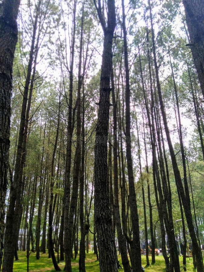 Nature Tree Indonesia stock image. Image of beautiful - 174168451