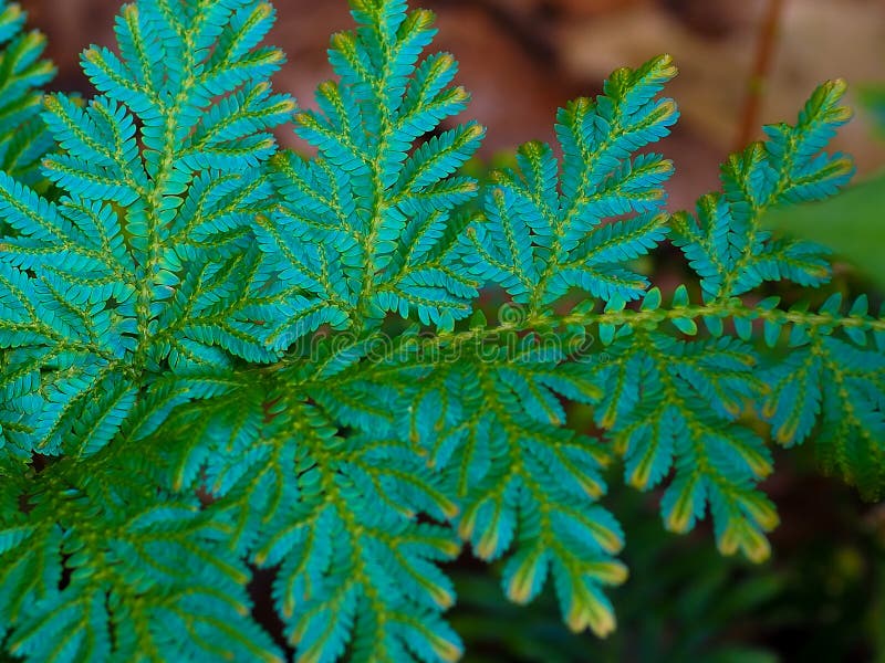Nature tree laef stock image. Image of leaf, forest - 184764831