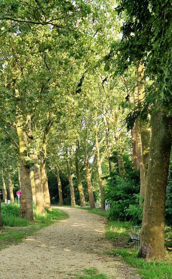 Nature Tree Landscape of Liege Belgium Stock Photo - Image of branch ...