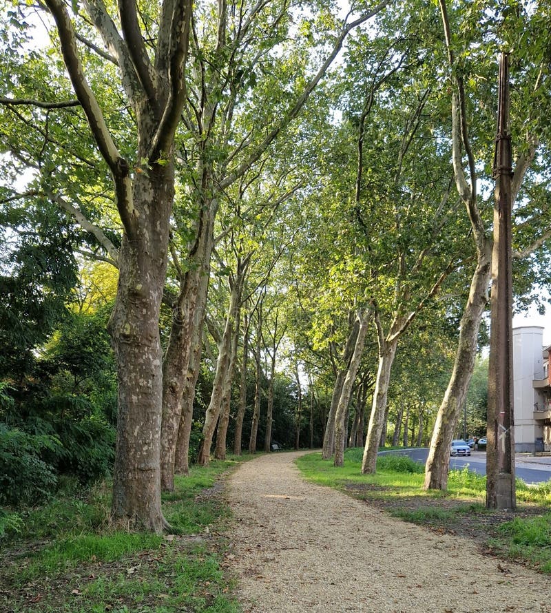Nature Tree Landscape of Liege Belgium Stock Photo - Image of tree ...
